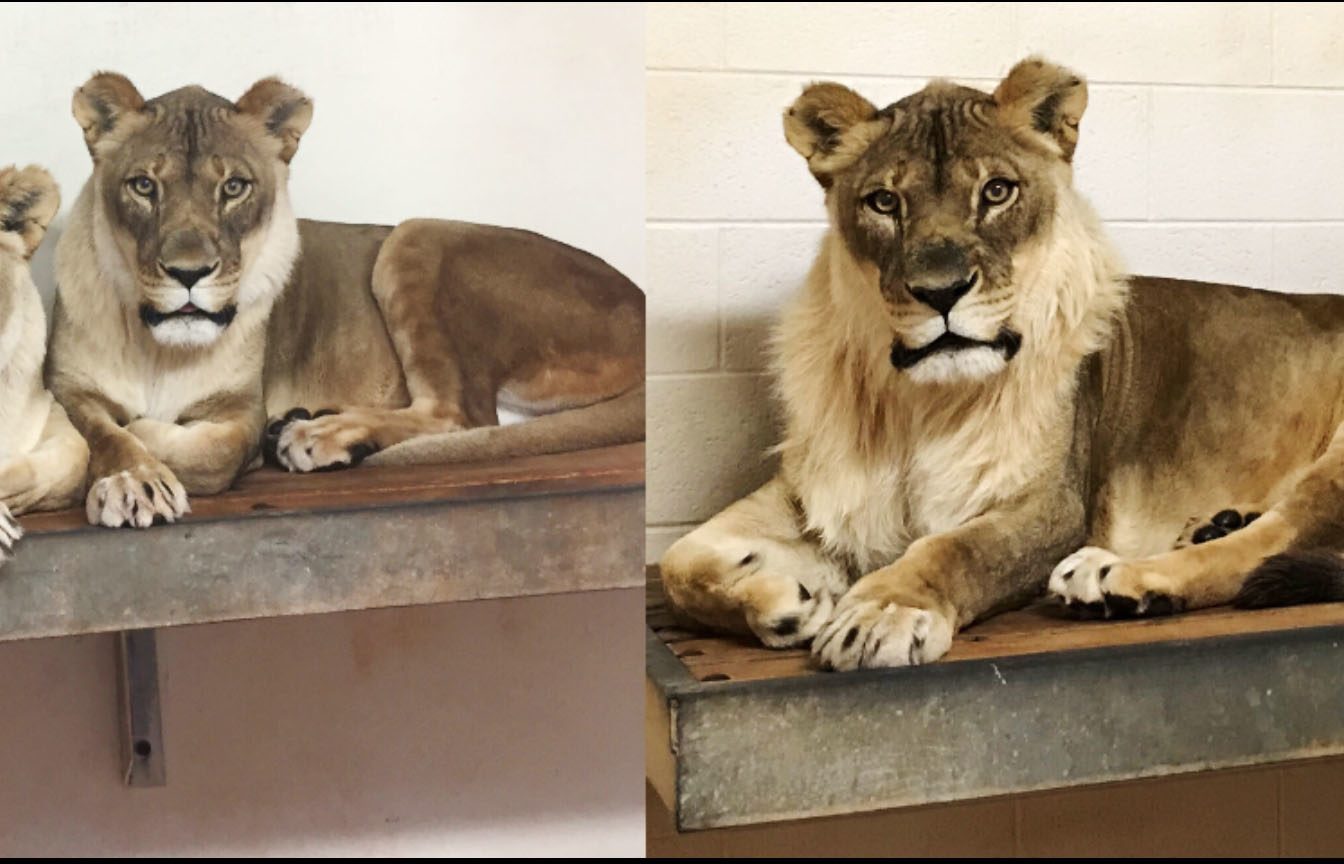 นักวิทย์งงหนัก! จู่ๆ สิงโตตัวเมียมีขนแผงคอยาวขยายเหมือนตัวผู้ - ข่าวสด