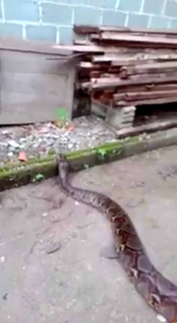 ไร้เดียงสาจริงๆ 2 เด็กน้อยหัวเราะคิกคัก ขี่หลังงูหลามตัวเขื่องเล่น ...