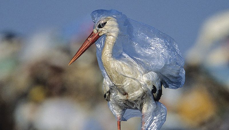 ขอให้เป็นครั้งสุดท้าย คอลัมน์ เพื่อนตัวเล็ก ขอให้เป็นครั้งสุดท้าย ...