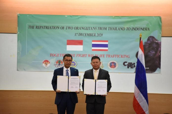 ไทยส่งคืนอุรังอุตัง "นาตาลี – อุ๋งอิ๋ง" กลับถิ่นกำเนิดประเทศอินโดนีเซีย