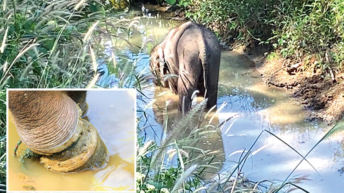 Baby Elephant Caught in Snare Trap Rescued by Park Rangers