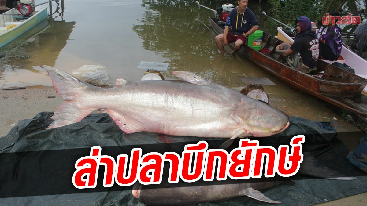 ฮือฮา พรานปลาแก่งกระจาน ล่าปลาบึกยักษ์หนัก 182 กิโล แม่ค้ารับซื้อถึง