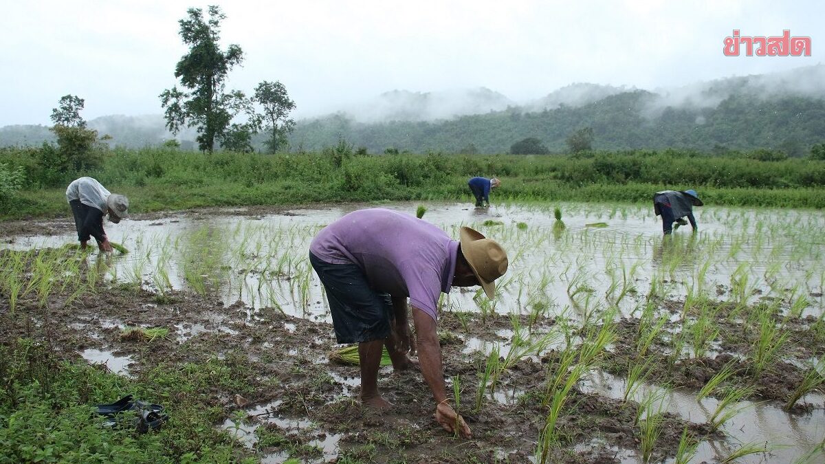 จวกรัฐ สอดไส้กฎกระทรวงฯ จ่อเก็บ 'ค่าใช้น้ำทำนา' โวย ชาวนาจะตายกันอยู่แล้ว