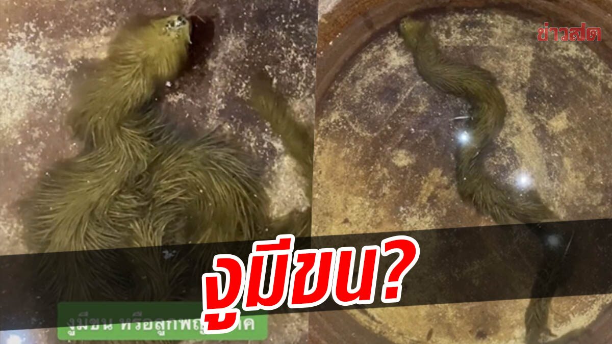 So stunned! Netizens posted clips The strange snake has green fur ...