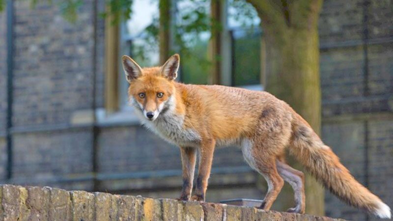 The euthanasia "fox" plagued Washington, biting 9 victims, infected ...