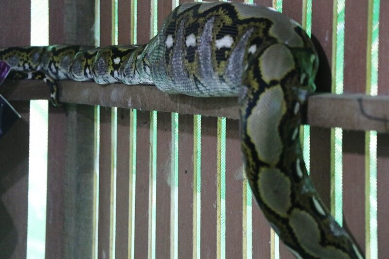 Meow escapes to death, a python devours a friend of a Persian cat. The ...