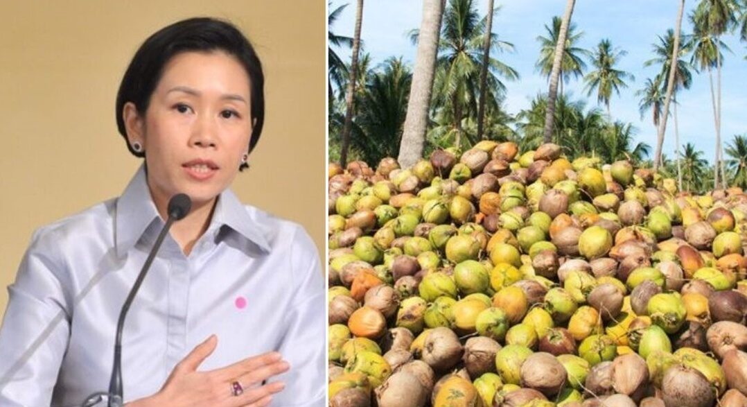 เกษตรฯ-พาณิชย์ เร่งแก้ปัญหามะพร้าว สั่งชะลอนำเข้า เชื่อปลายปีราคากลับสู่ปกติ