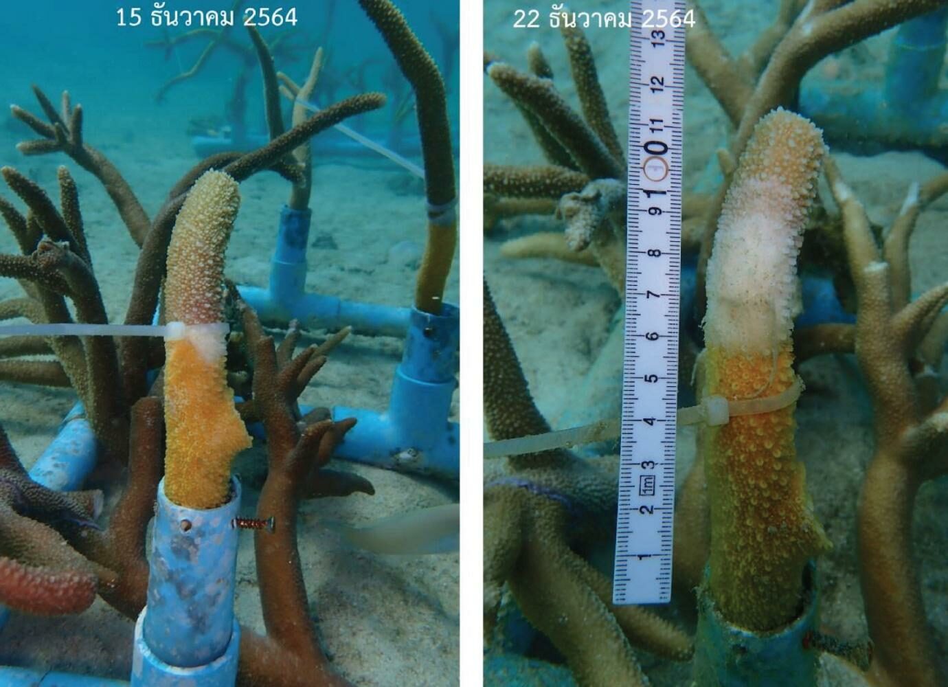 แถลงการณ์ของกรมทรัพยากรทางทะเลและชายฝั่ง (ทช.) - ข่าวสด