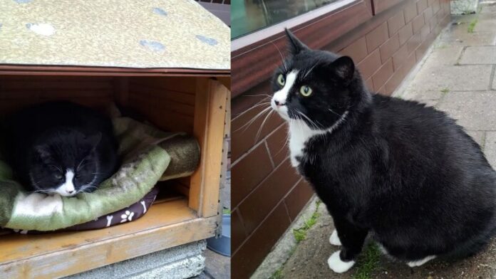 แห่ไปจกพุง! แมวอ้วน Gacek กลายเป็นสถานที่ท่องเที่ยวในโปแลนด์ ได้รีวิว 5 ดาว