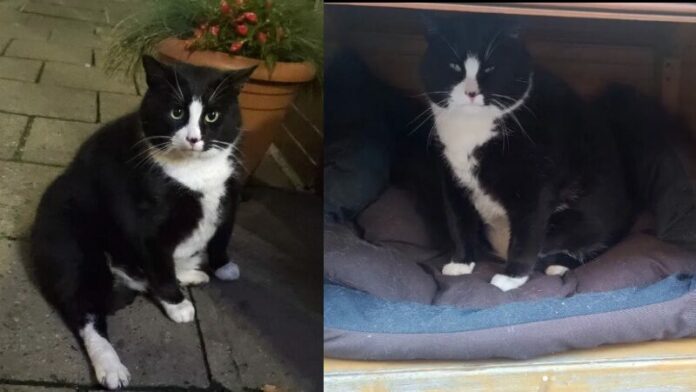 แห่ไปจกพุง! แมวอ้วน Gacek กลายเป็นสถานที่ท่องเที่ยวในโปแลนด์ ได้รีวิว 5 ดาว