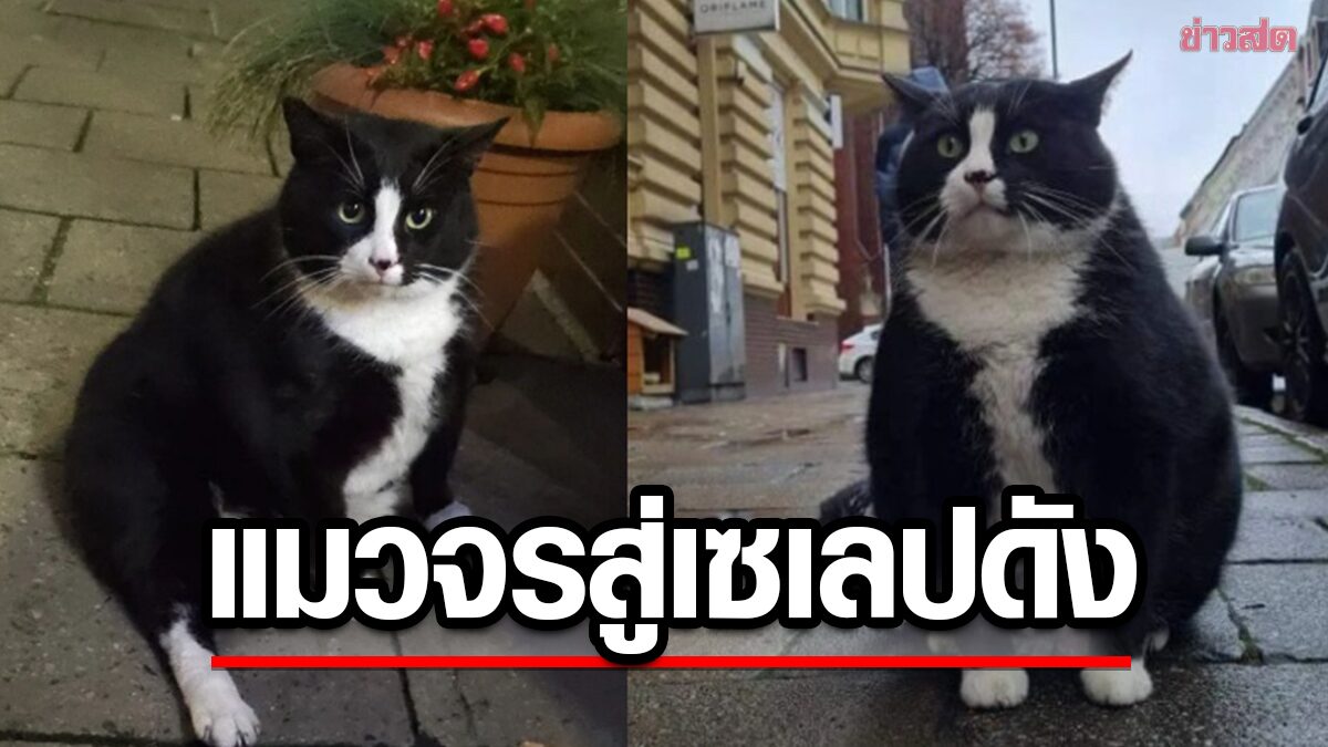 แห่ไปจกพุง! แมวอ้วน Gacek กลายเป็นสถานที่ท่องเที่ยวในโปแลนด์ ได้รีวิว 5 ดาว