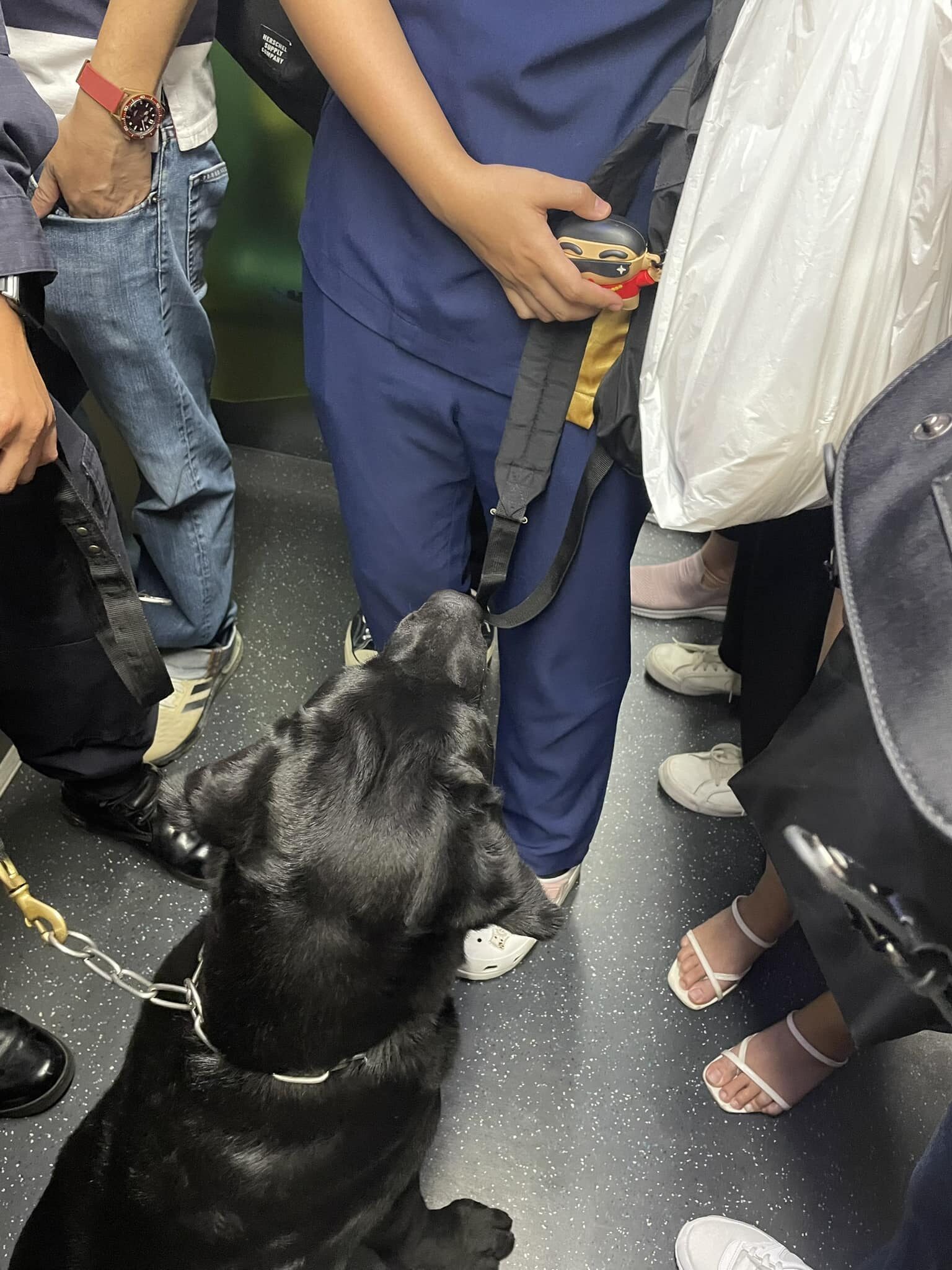 K9 ฮีโร่สี่ขา สุนัขตำรวจ ถึงกับเก็บทรงไม่อยู่ โดนแซว สงสัยออกภาคสนาม ...