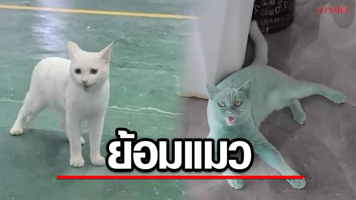 มีอยู่จริง! จากแมวสีขาว กลายเป็นสีเขียว ที่หายาก - ข่าวสด