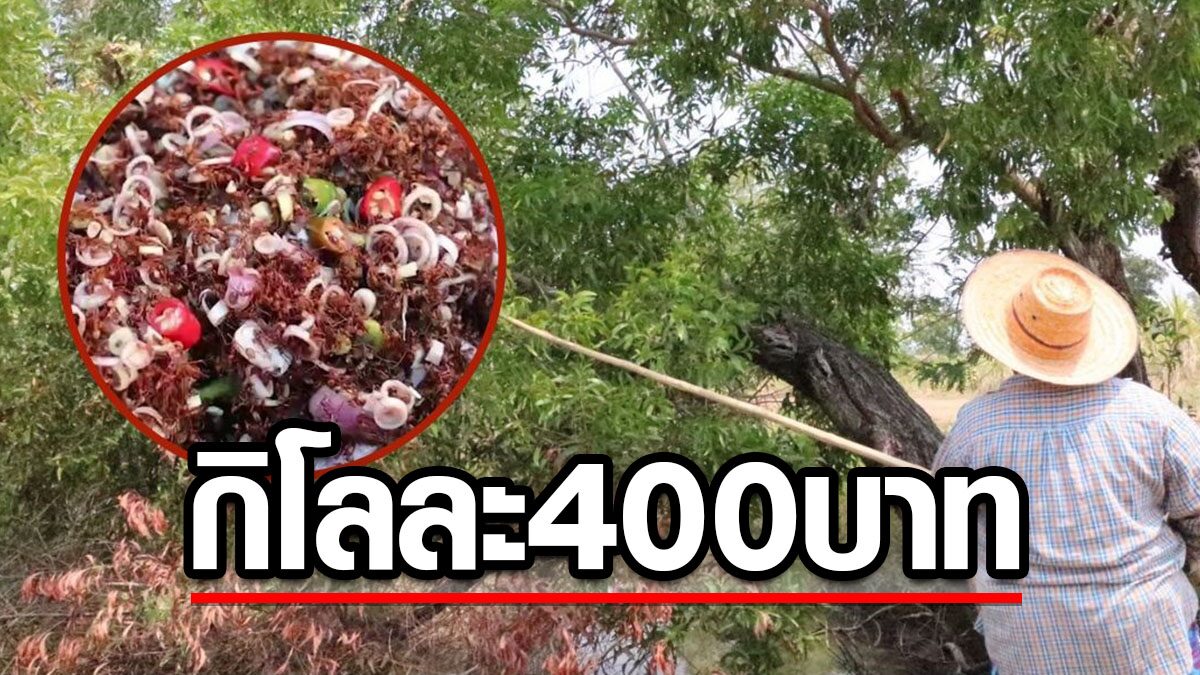 เปลี่ยนวิกฤตภัยแล้ง แหย่ไข่มดแดงขาย ตลาดต้องการสูง สร้างรายได้ดี กิโลละ 400