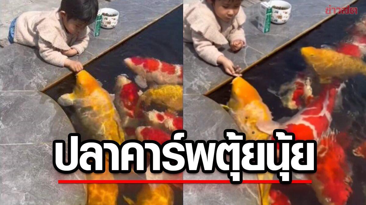 แห่เอ็นดู! เด็กน้อยให้อาหาร ปลาคาร์พตุ้ยนุ้ย โดนชาวเน็ตแซวยับ นี่มันหมู ...