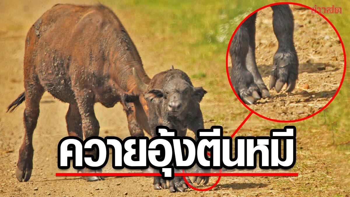 Shocked 'Bear's Paw' baby buffalo in South Africa born abnormally ...