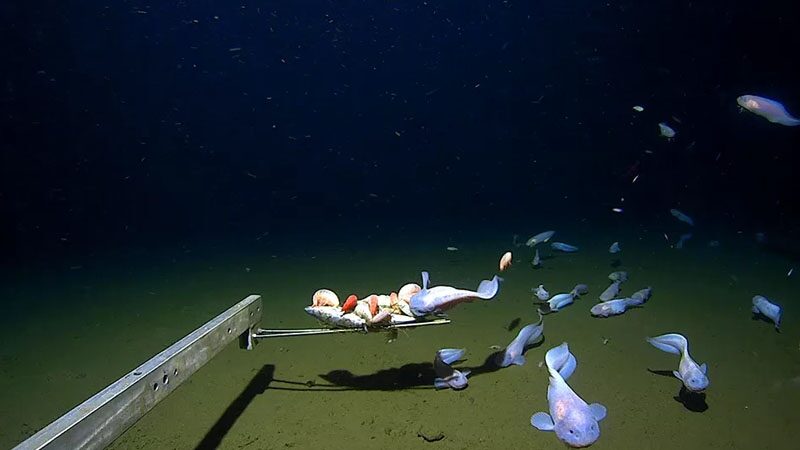 ตื่นตะลึงบันทึกภาพ “ปลาสเนลฟิช” ใต้ทะเล 8,336 เมตร-ลึกสุดเป็นประวัติการณ์