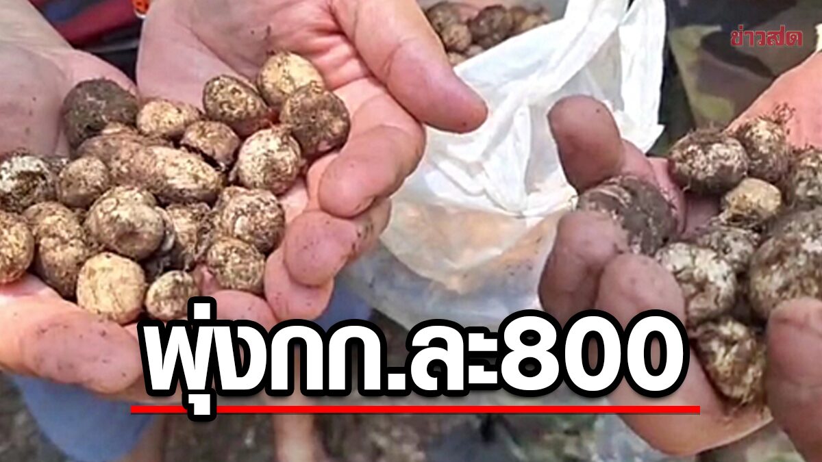 แห่เก็บของดีต้นฤดูฝน เห็ดถอบ ราคาพุ่งกก.ละ 800บาท เผยรายได้ต่อวัน - ข่าวสด