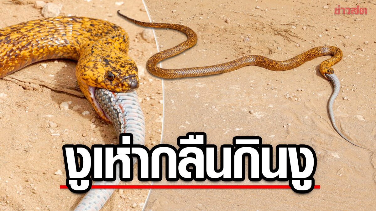 ตะลึง “งูเห่าเคป” สุดโหดกลืนกินงูต่างสปีชีส์ “ทั้งตัว” ภายในไม่กี่นาที