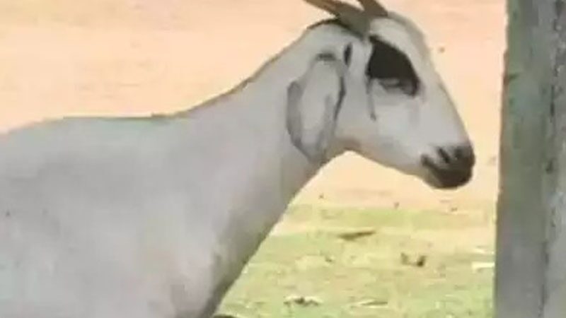 ชายอินเดียปรุงเมนู “เนื้อบูชายัญ” แต่เมาหนัก “กลืนลูกตาแพะ” สุดท้ายติดคอดับ