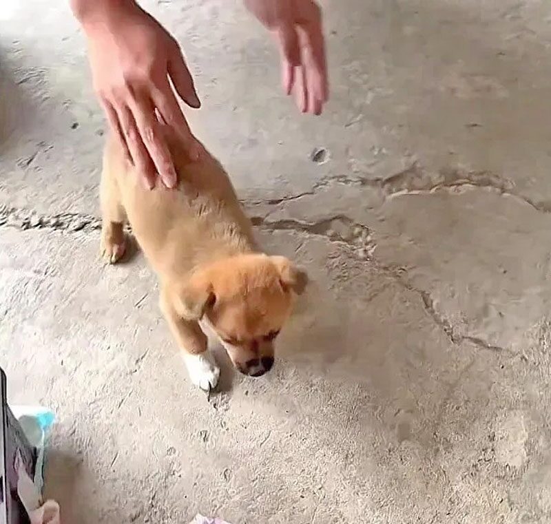 ตี๋สั่งซื้อ “ลูกหมา” จากเว็บ ช็อกได้ตูบสำหรับเชือดกิน สุดท้ายตกหลุมรัก ...