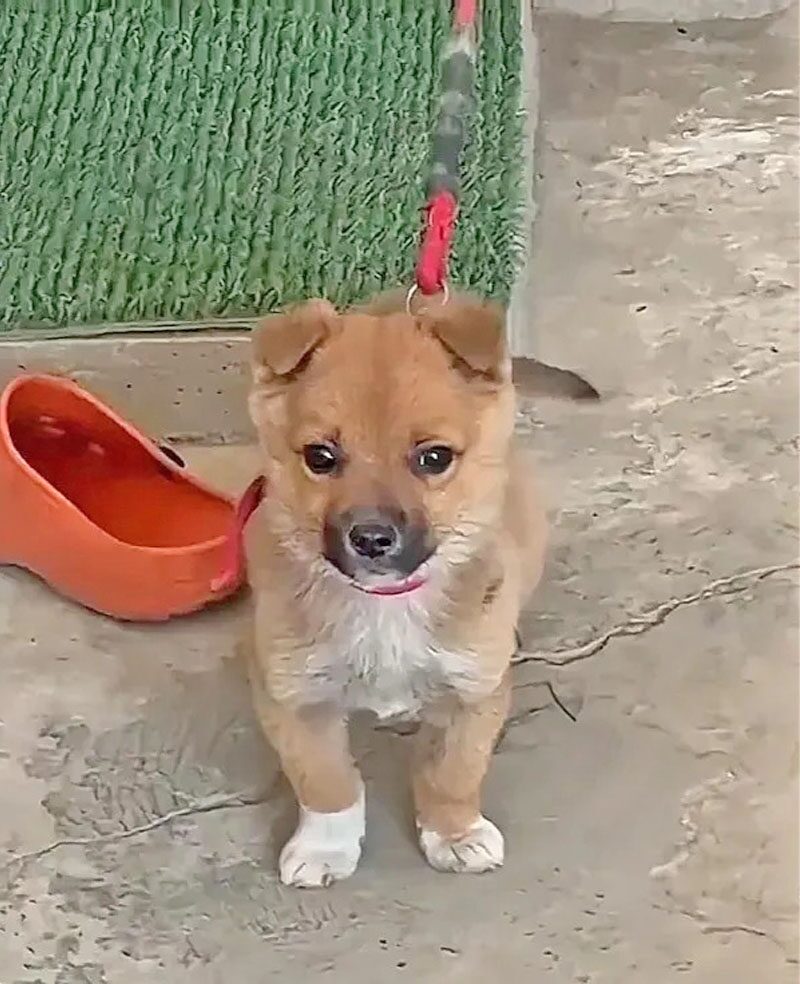 ตี๋สั่งซื้อ “ลูกหมา” จากเว็บ ช็อกได้ตูบสำหรับเชือดกิน สุดท้ายตกหลุมรัก ...