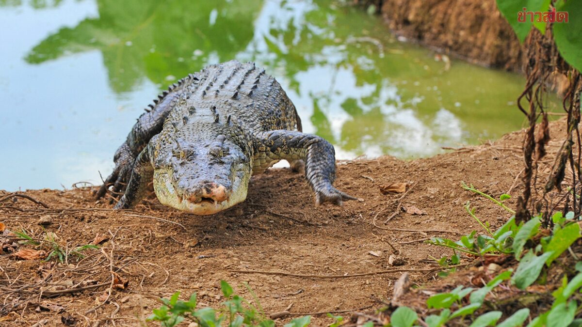Australian Man Survives Huge Saltwater Crocodile Attack - News Directory 3