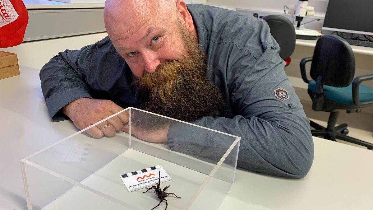 พันธุ์ใหม่ใหญ่กว่าเดิม ออสซี่พบแมงมุมใยกรวยยักษ์'บิ๊กบอย' - ข่าวสด